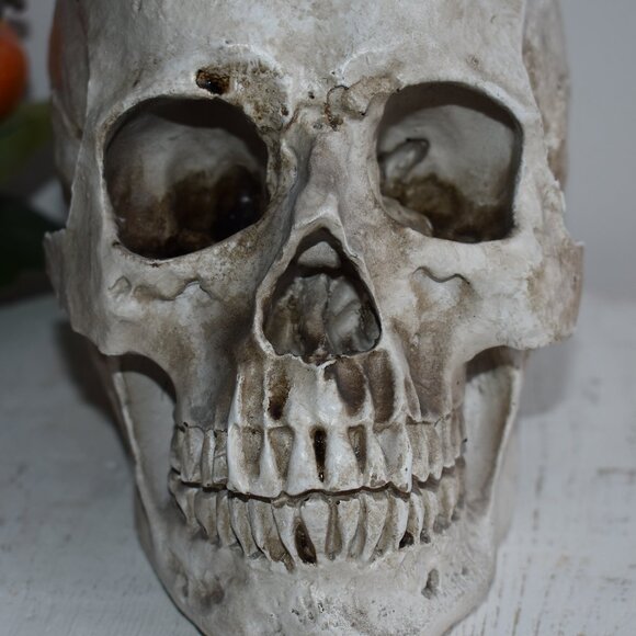 Accents | Super Realistic Human Skull Spooky Witchy Horror Gothic ...